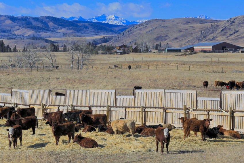 3 challenges facing Alberta’s beef industry - Alberta Cattle Feeders ...