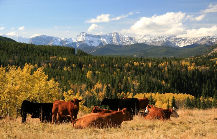 Cattle Ranching in the Alberta Foothills - Alberta Cattle Feeders ...