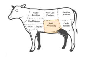 The 7 stages of beef cattle production - Alberta Cattle Feeders ...