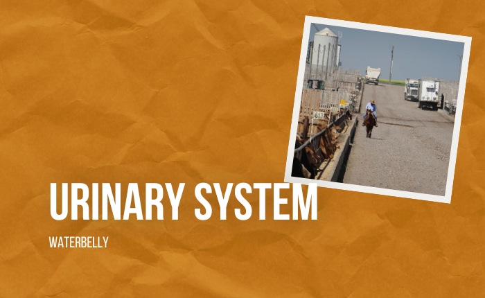 Courses Archive - Alberta Cattle Feeders' Association